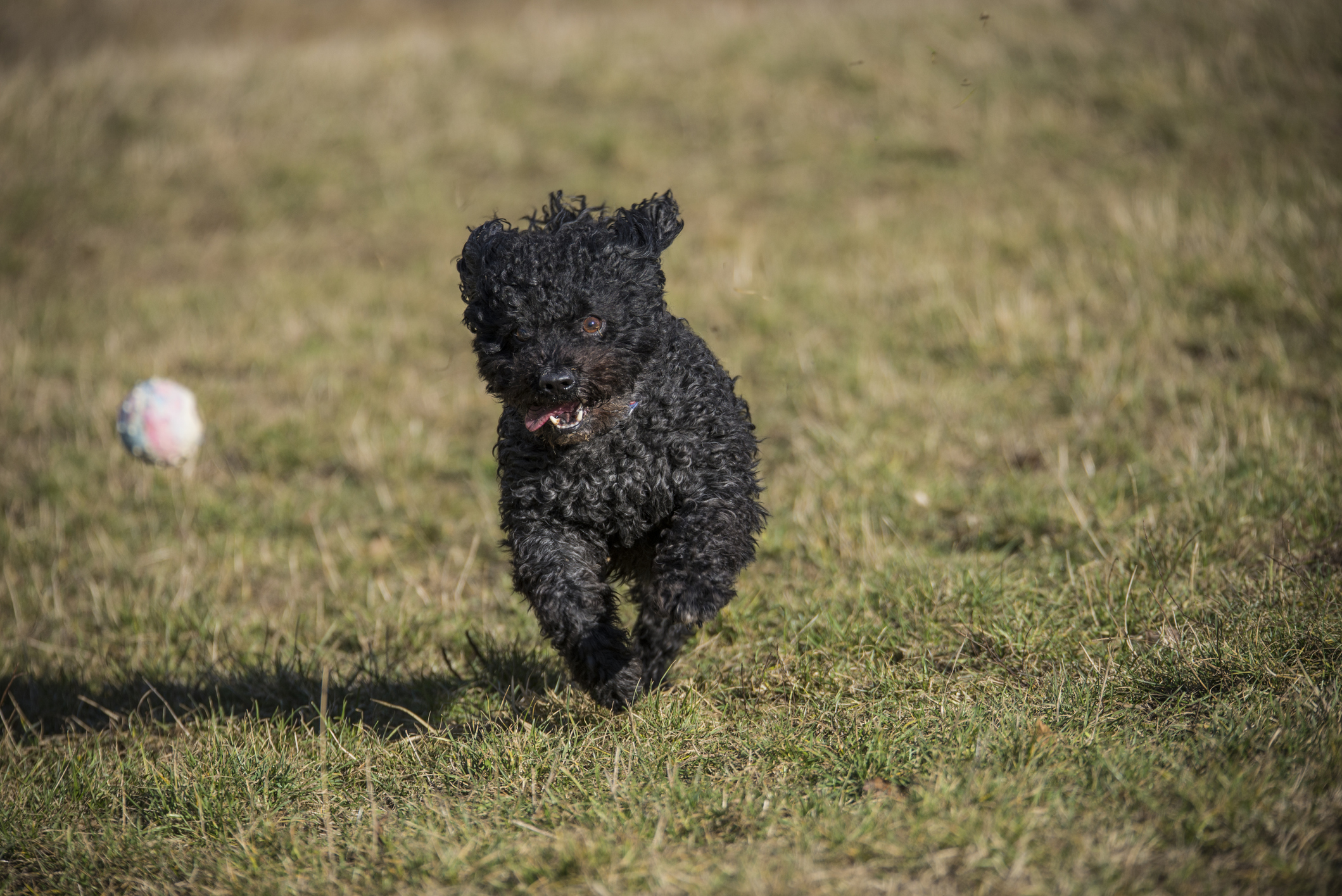 Mudi Dog Breed Information & Characteristics