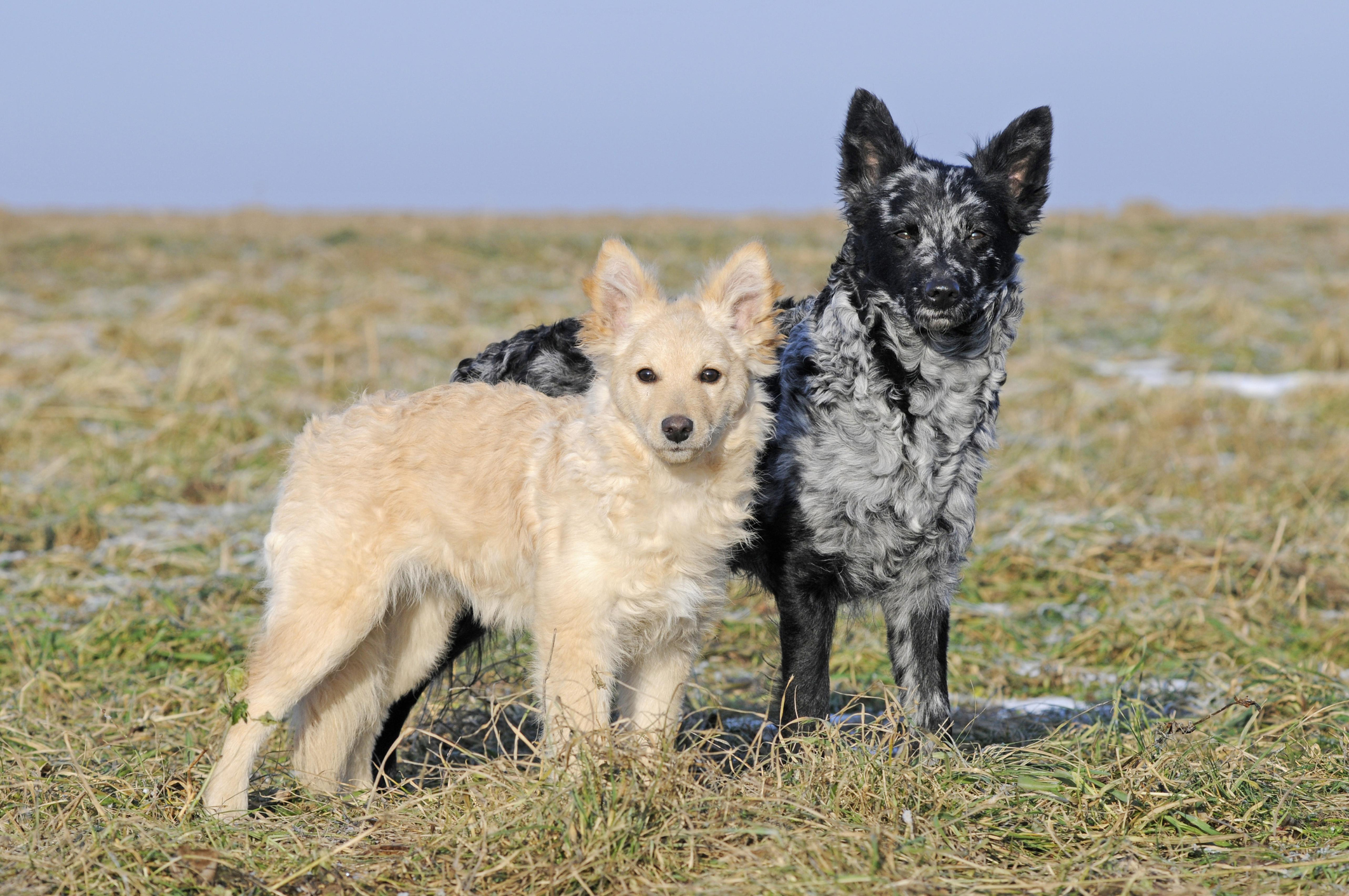 Mudi Dog Breed Information & Characteristics