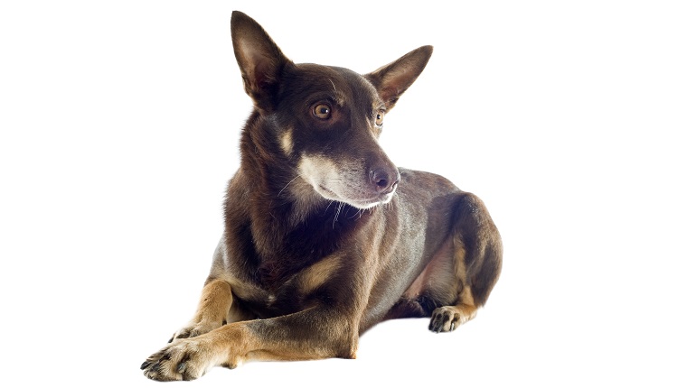 Australian Kelpie Dog Breed Information & Pictures – Dogtime