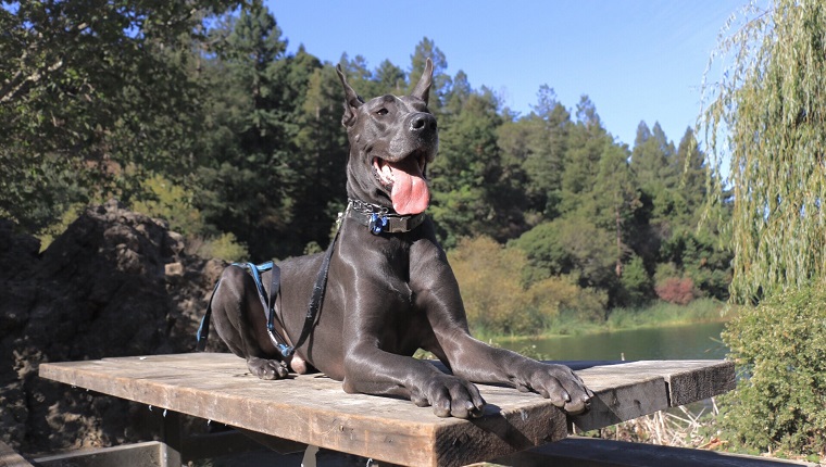 Great Dane Dog Breed Information & Characteristics