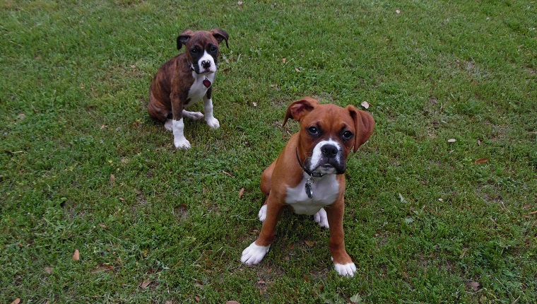 Boxer Puppies: Cute Pictures And Facts - DogTime