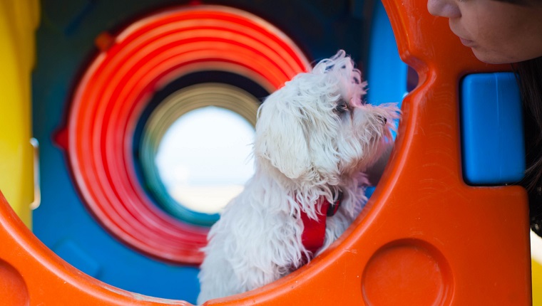 8 Cool Dog Hangout Spaces That You Can Make For Your Pup - DogTime