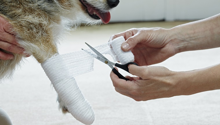 13 Essential Items To Have In Your Dog's First-Aid Kit