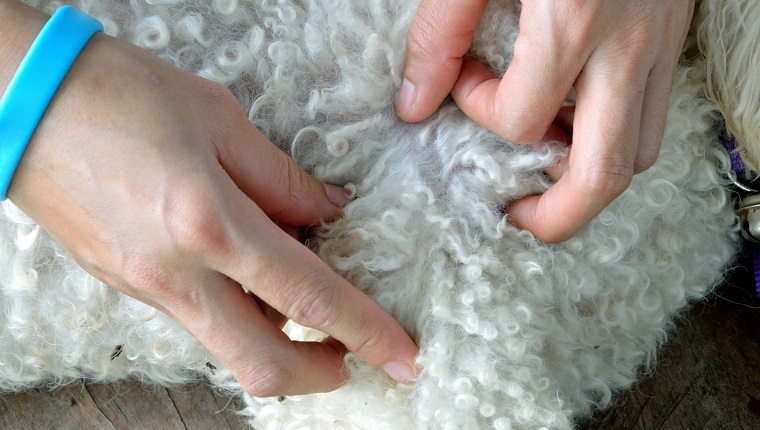 Tick Season: What You Need To Know To Keep Your Dog Safe - DogTime