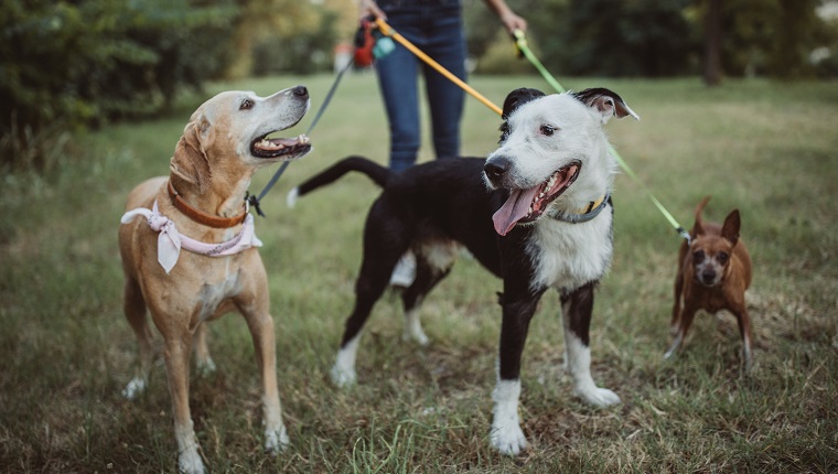 Mayday For Mutts: Help Mixed Breed Dogs Get Adopted! - DogTime