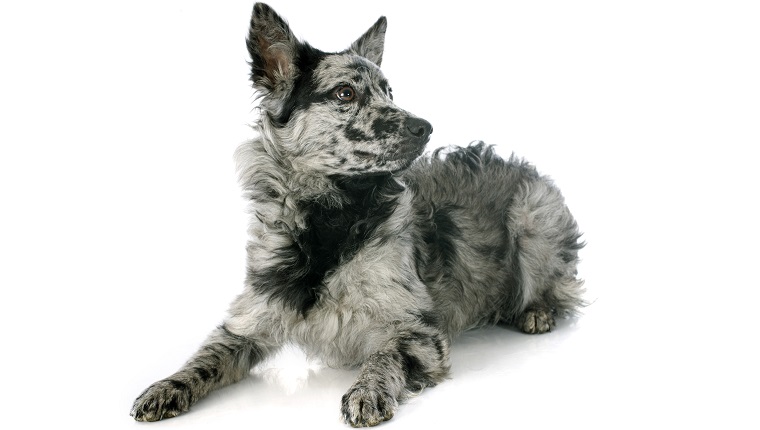 Mudi Dog Breed Information & Characteristics