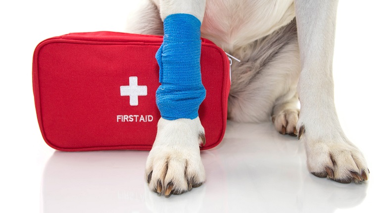 National Pet First Aid Awareness Month: Spread The Word To Keep Pets ...