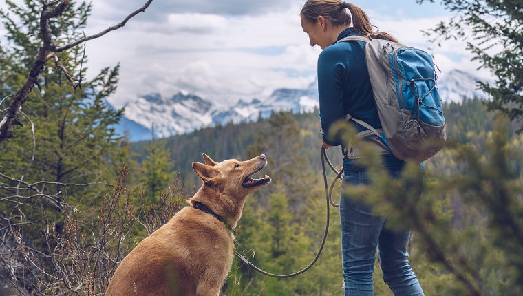 National Pet Week: 7 Awesome Things You Can Do For Dogs To Say Thanks ...