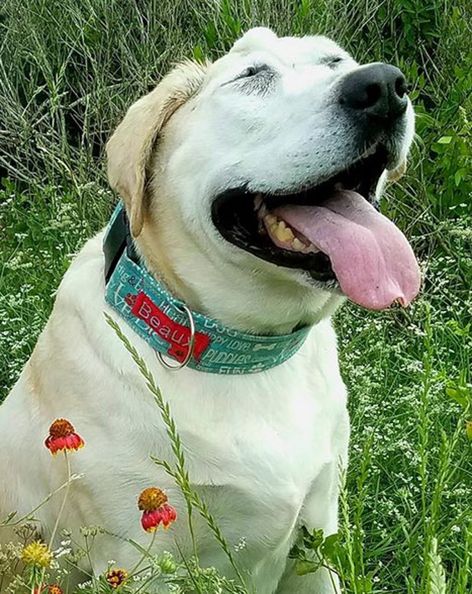 Deformed Dog Severely Neglected And Unloved By Family After Family ...