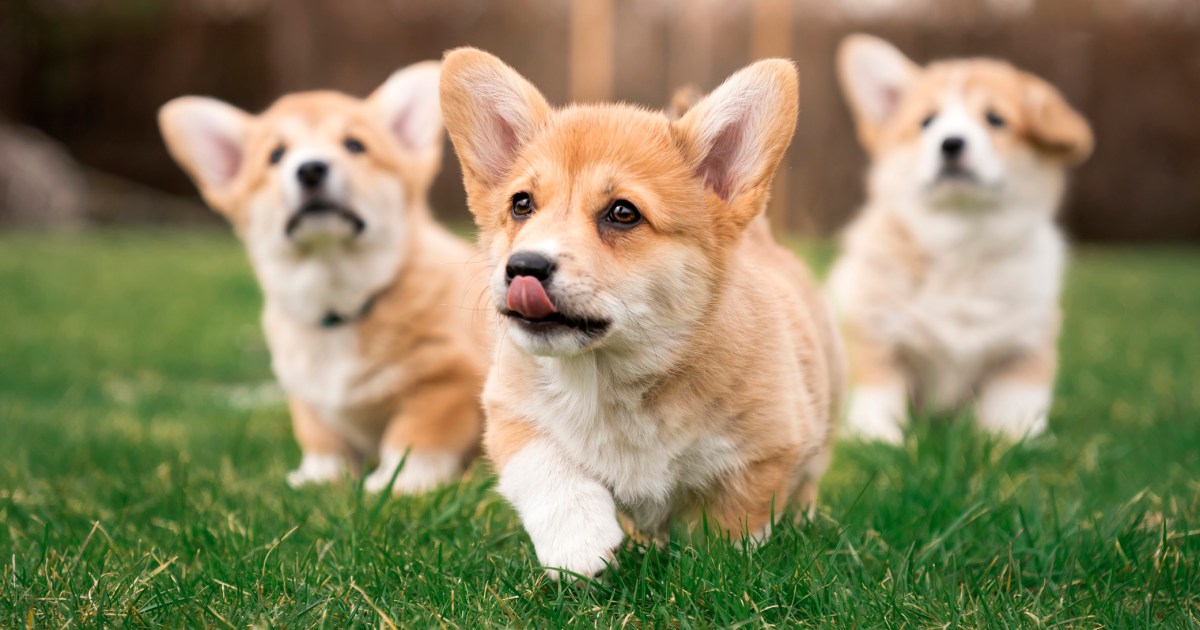 A Complete Guide to the Stages of Puppy Development - DogTime