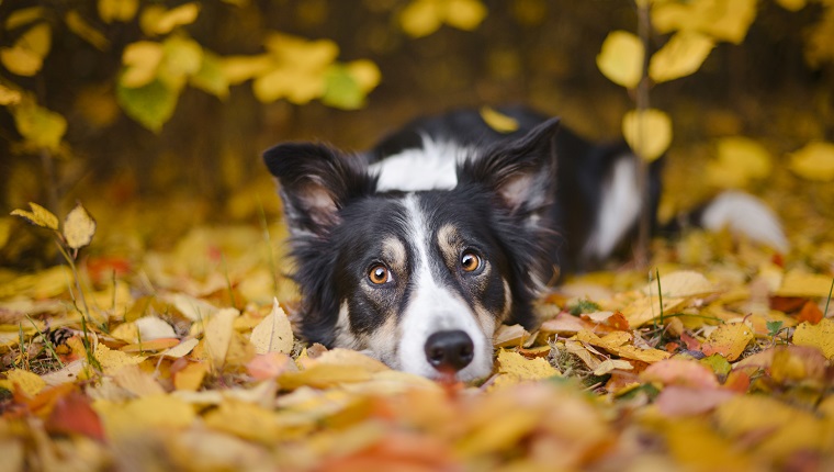 30 Best Dog Names For Brilliant Border Collies [PICTURES] - DogTime