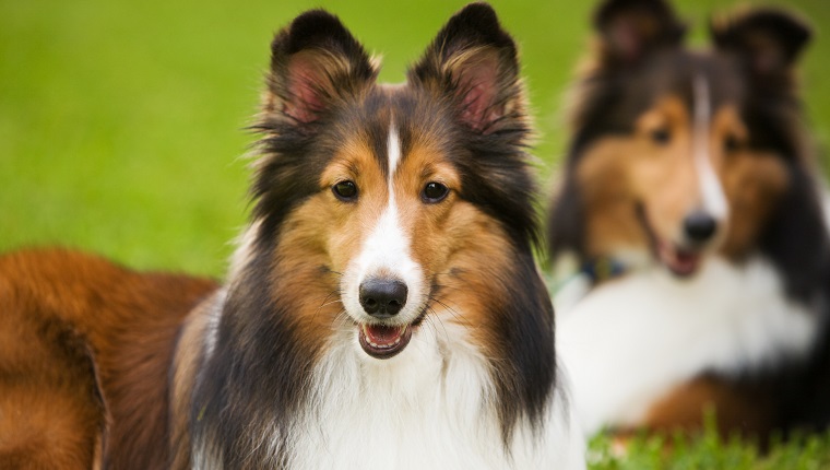 30 Best Dog Names For Sensational Shetland Sheepdogs [PICTURES] - DogTime