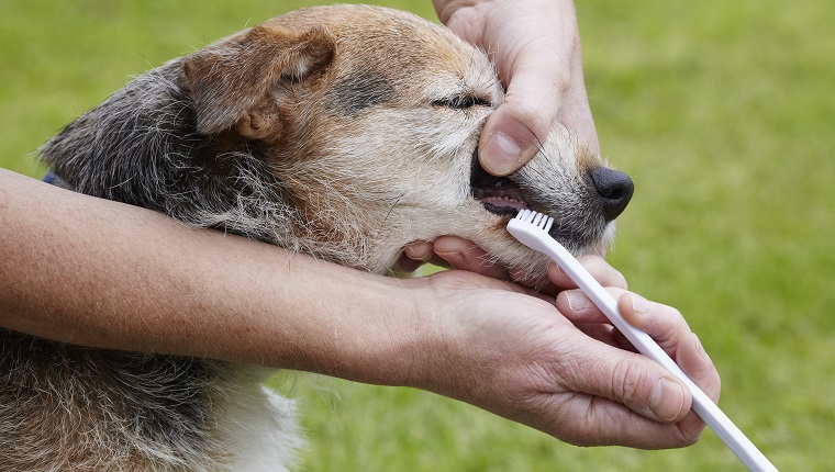 Gold Souls, Gray Faces: 6 Tips For Cleaning Your Senior Dog's Teeth ...