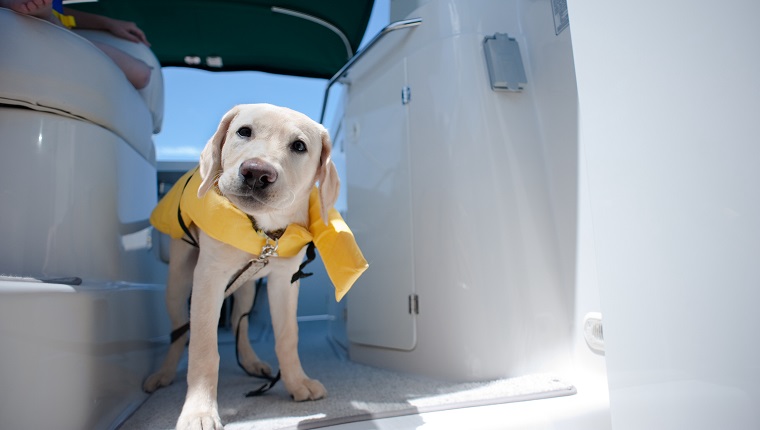 Going Boating With Your Dog? Follow These Safety Tips - DogTime