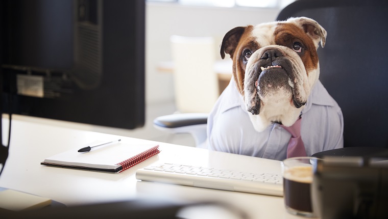 10 Jobs Dogs Could Do Better Than Humans - DogTime