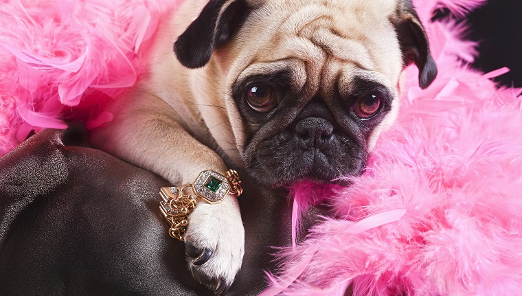 10 Lucky Dogs Who Inherited Big Fortunes - DogTime