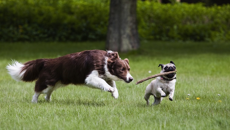 6 Ways To Help Your Dog Make Other Dog Friends - DogTime