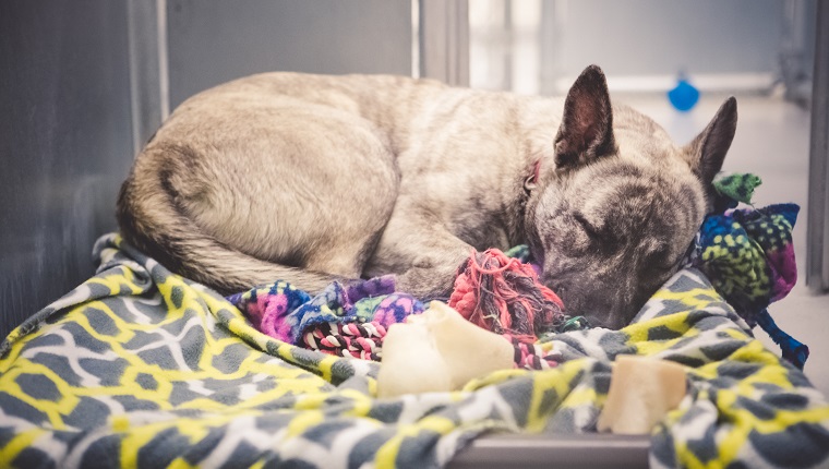 8 Things You Can Donate To Animal Shelters That You Have