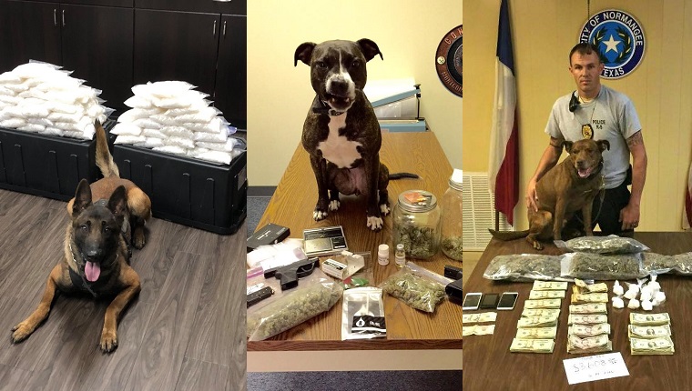 8 K-9 Drug Dogs Who Are So Proud Of Their First Busts - DogTime