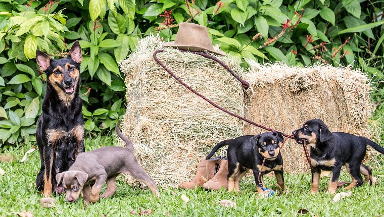8 Dogs Welcoming Their Soldier & Service Member Moms Home [VIDEOS ...