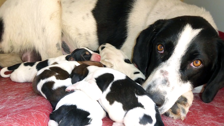 25 MORE Cute Mama Dogs & Their Puppies For Mother's Day [PICTURES ...