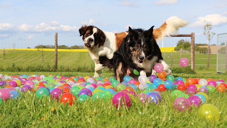 National Dog Party Day: Tips To Make Your Dog Party A Barking Blast ...