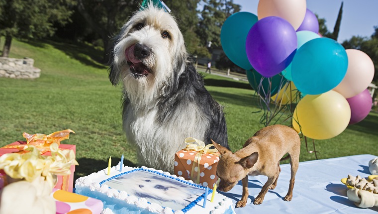 National Best Friends Day: Dogs' Best Friends Come In All Shapes ...