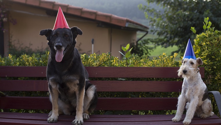 National Dog Party Day: Tips To Make Your Dog Party A Barking Blast ...