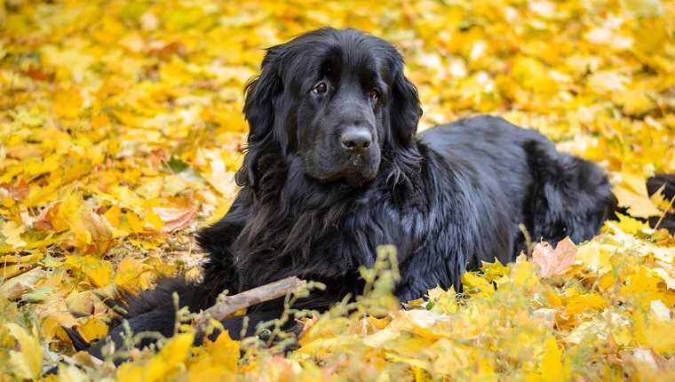 30 Best Dog Names For Floofy Newfoundland Dogs [PICTURES] - DogTime