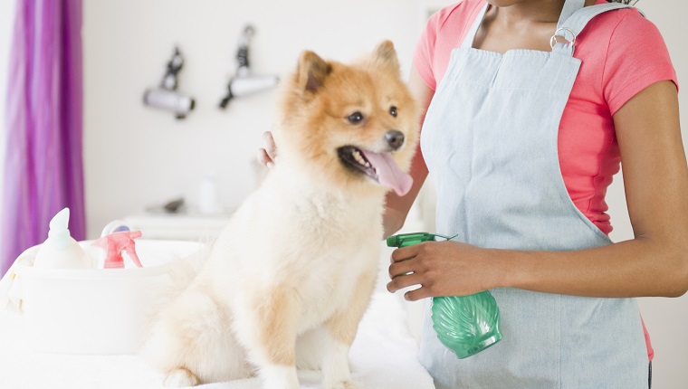 Does Poop Keep Sticking To Your Dog's Fur? Here Are A Few Ways To Stop ...