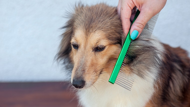 Everything You Should Know About Brushing Your Dog - DogTime