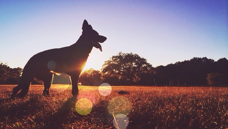 The Dog Days Of Summer: What & When Are They? - DogTime