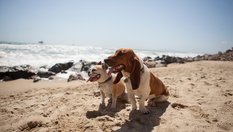 The Dog Days Of Summer: What & When Are They? - DogTime