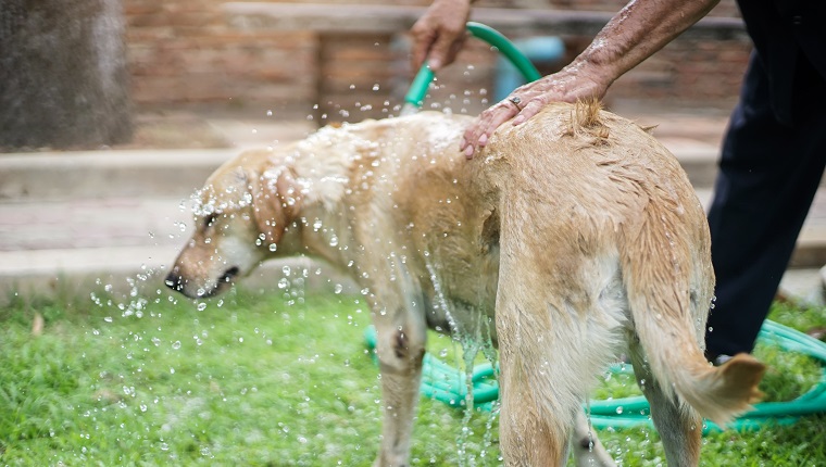 The Dog Days Of Summer: What & When Are They? - DogTime