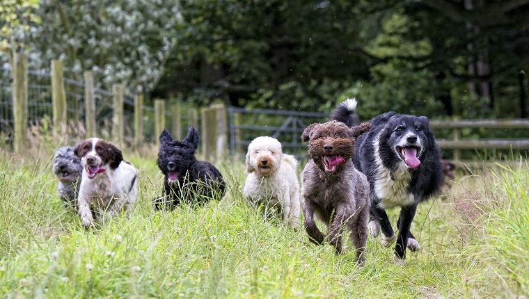 The Difference In Dog Hair Vs. Fur And Why It Matters