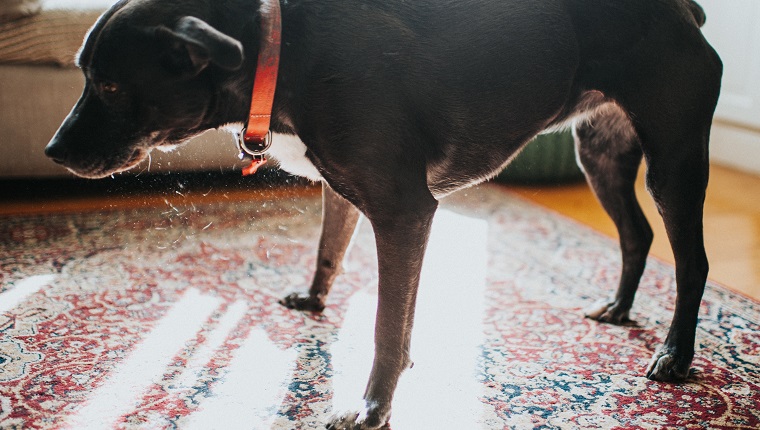 The Difference In Dog Hair Vs. Fur And Why It Matters