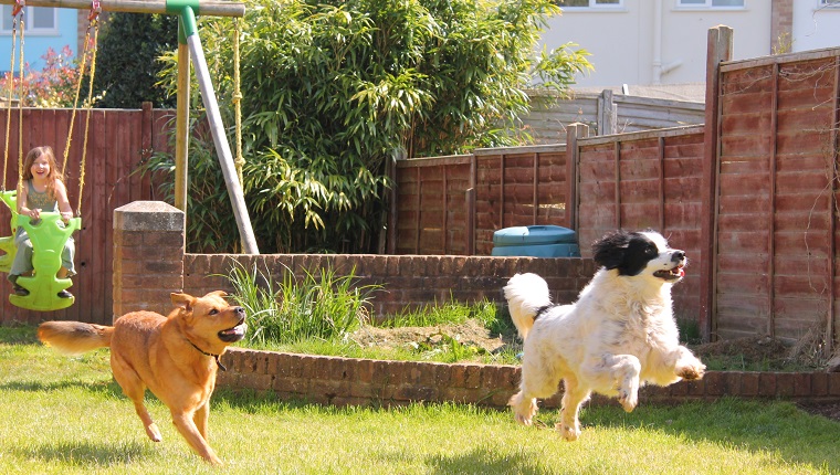 Dear Labby: What's Supposed To Happen At A Doggy Play Date? - DogTime