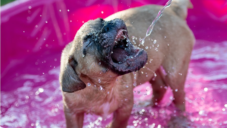 10 Fun Summertime Activities & Vacation Ideas For You And Your Dog ...