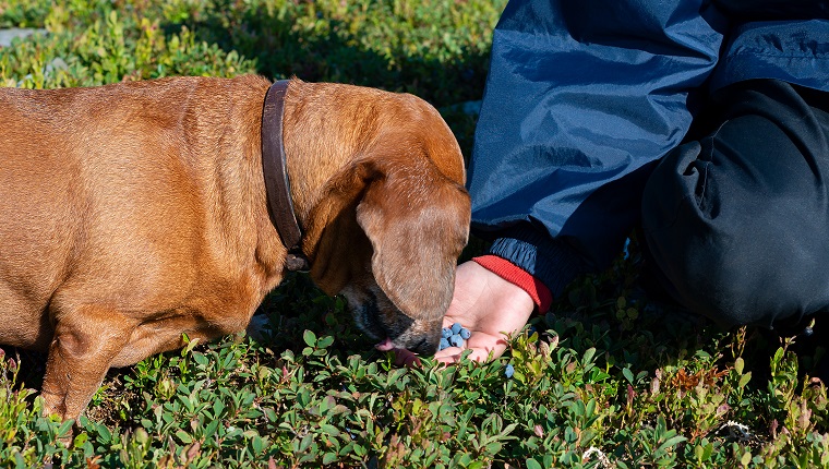 National Blueberry Month: 6 Yummy Ways To Feed Blueberries To Your Dog ...
