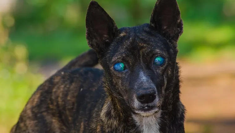 Gold Souls, Gray Faces: 9 Ways To Help Senior Dogs Who Are Going Blind ...