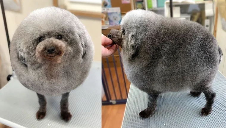 Is That A Sheep Or A Dog? Poodle's New Haircut Goes Viral! - DogTime
