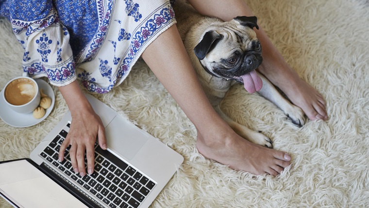 Social Petworking Month: Help Shelter Animals On Social Media In June ...