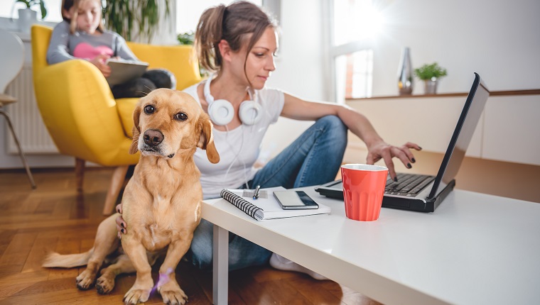 Social Petworking Month: Help Shelter Animals On Social Media In June ...