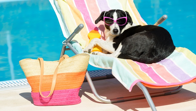 Sunscreen For Dogs: Everything You Need To Know - DogTime