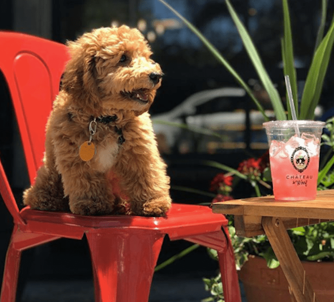 We Get The Scoop On The Dog Cafe Trend With Chateau Le Woof - DogTime