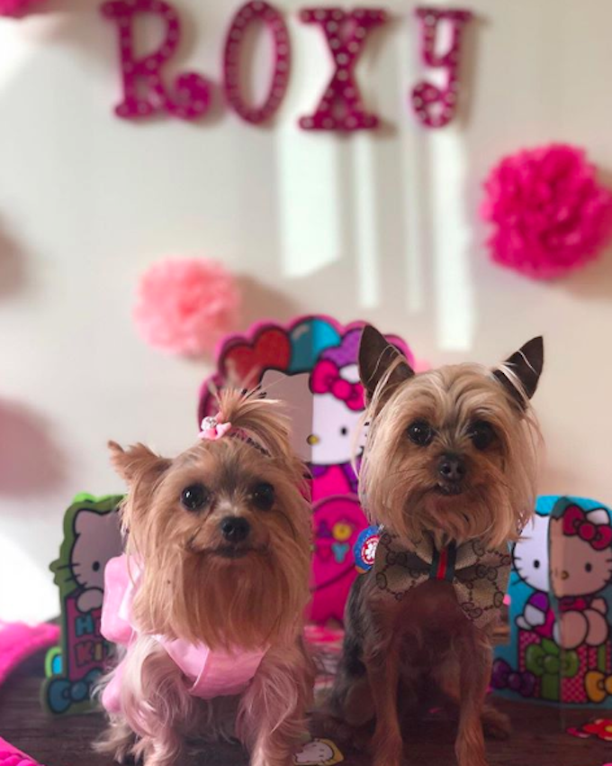 We Get The Scoop On The Dog Cafe Trend With Chateau Le Woof - DogTime