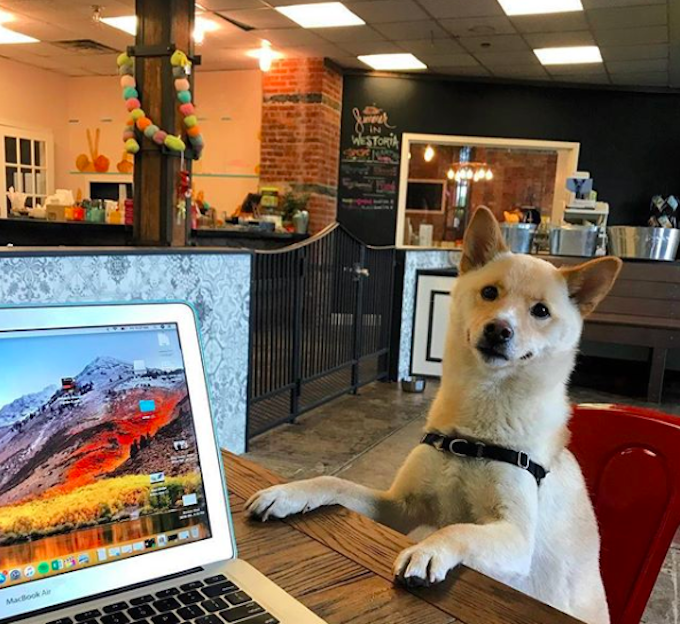 We Get The Scoop On The Dog Cafe Trend With Chateau Le Woof - DogTime