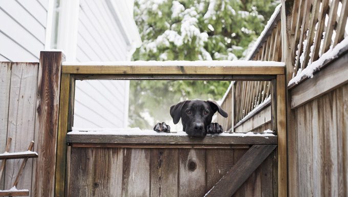 Gardening With Dogs: 5 Tips To Keep Your Pup Safe - DogTime