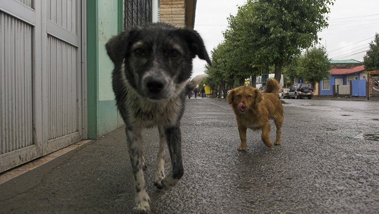 International Homeless Animals’ Day: Become Part Of The Solution - DogTime
