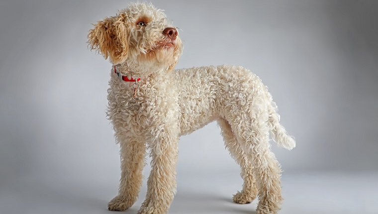 Lagotto Romagnolo Dog Breed Information & Pictures – Dogtime